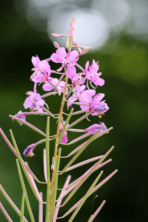Garofanino maggiore - Chamaenerion angustifolium (L.) Scop..jpg | Parco ...
