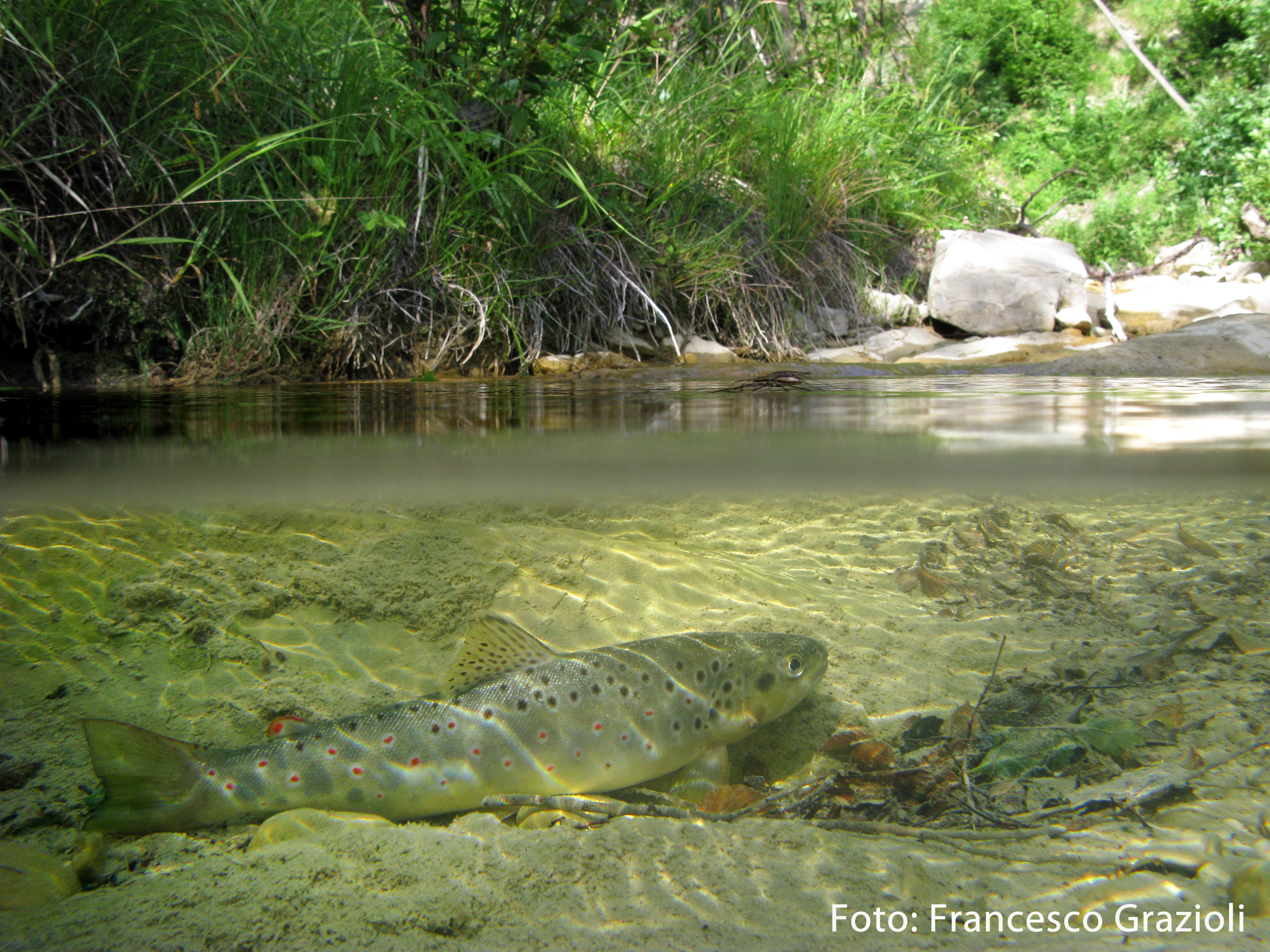 La tutela della trota mediterranea | Parco Nazionale Foreste Casentinesi