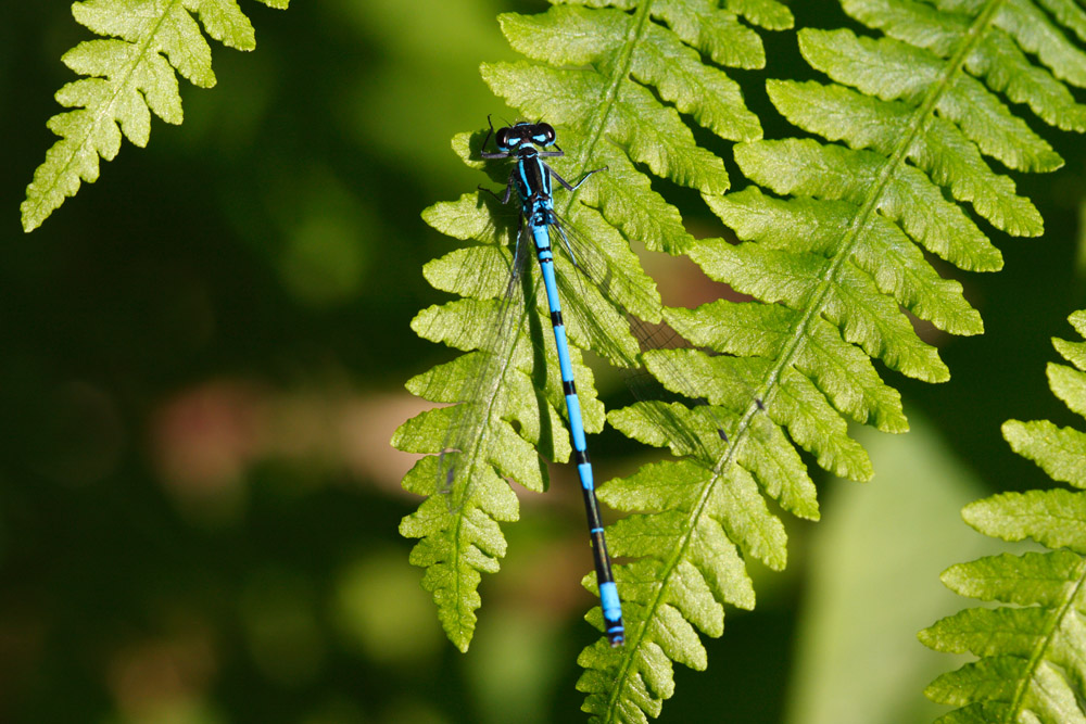 Libellule: una guida per riconoscerle | Parco Nazionale Foreste Casentinesi