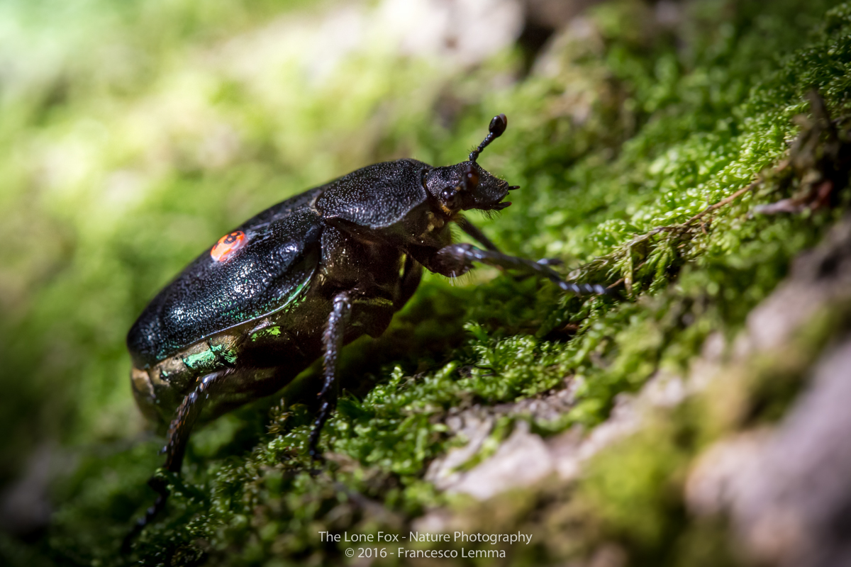 Un Eremita nel Parco! | Parco Nazionale Foreste Casentinesi